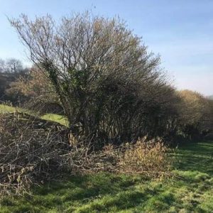 Devon Hedge Layers | Tree Surgery | Fencing | Coppicing | On Site Milling